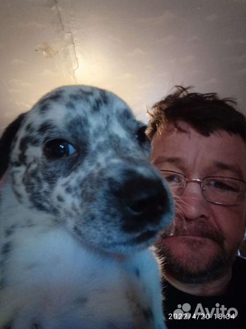 Щенки в добрые руки, мама добрейшая лабра