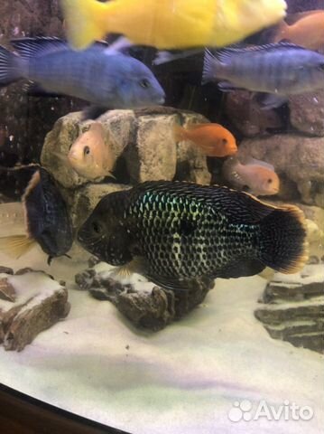 Акара бирюзовая