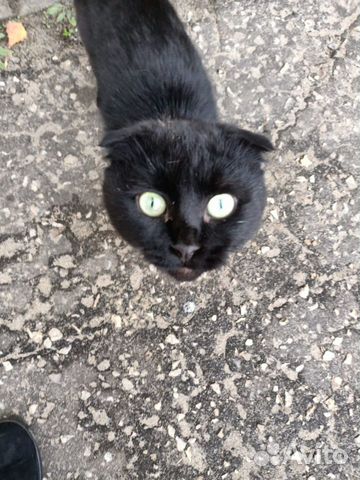 Шотландец Гарри ищет дом