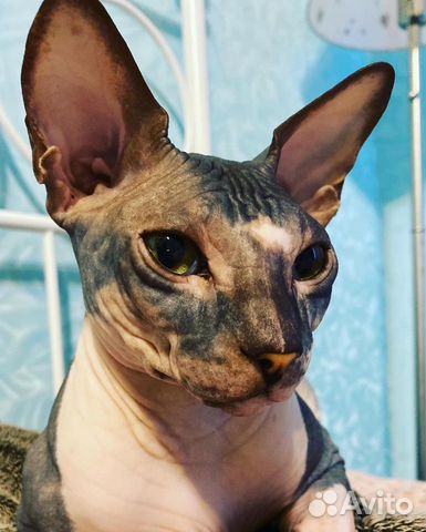 Канадский сфинкс вязка