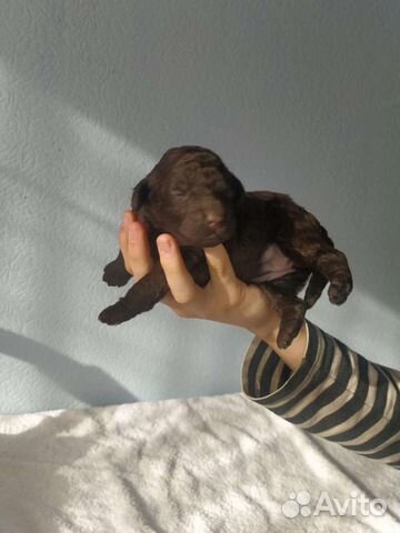 Коричневые той/карликовый пудель