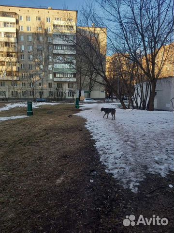 Щенки дратхаара