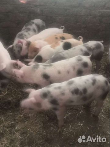 Поросята