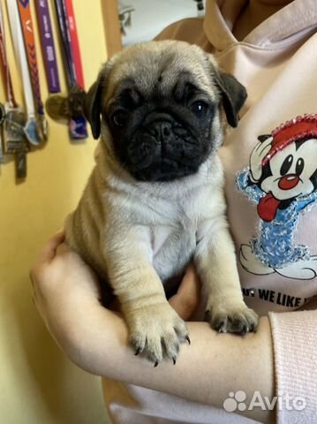 Мопсятушки