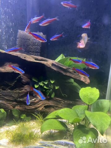 Аквариумные рыбки неоны