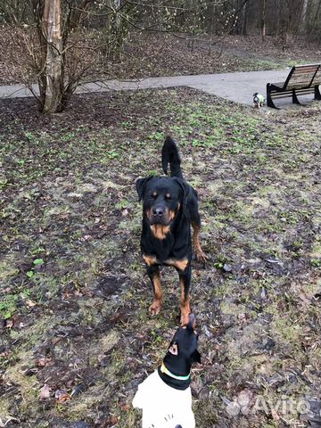 Был замечен пес в Измайлово на пересечение Измайло