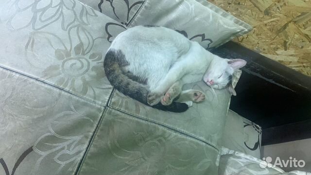 Котик в добрые руки