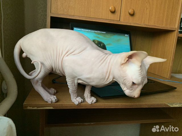Канадский сфинкс кот