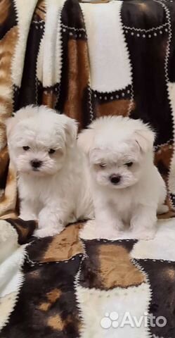 Мальтийская болонка мальчик и девочки