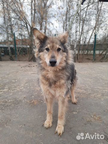 Добрый старичок Волчок ищет семью