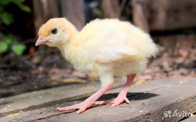 Индюки индюшата