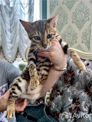 Тойгер котята