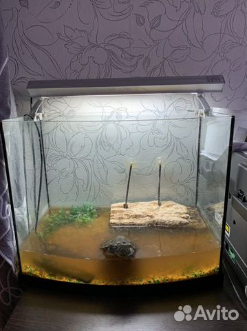 Красноухий черепах Спайк