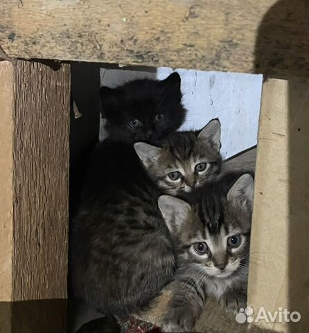 Котята