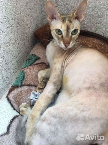 Донской сфинкс велюр