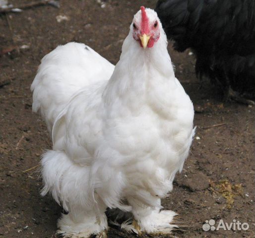 Инкубационное яйцо кохинхина белого