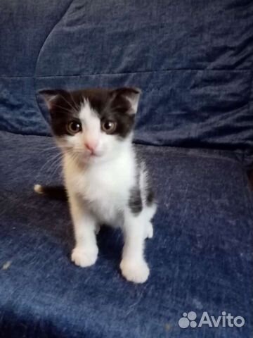 Котёночек бесплатно