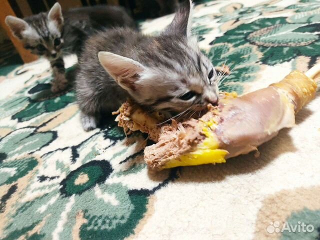 Кошки бесплатно