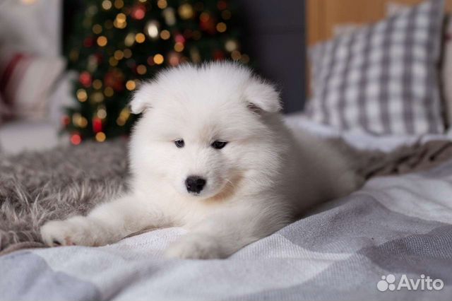 Щенки самоеда
