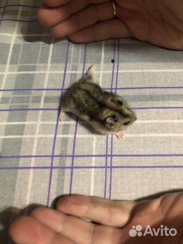 Джунгарский хомяк