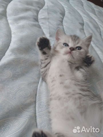 Британские котята