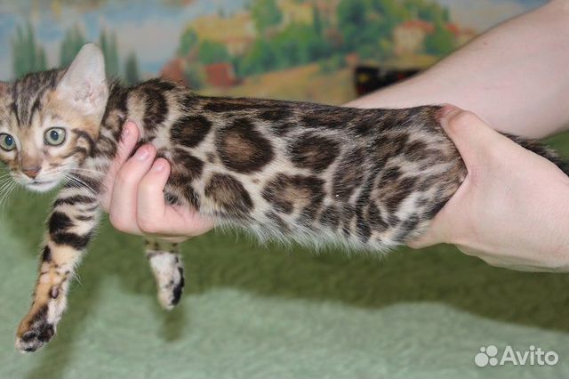 Бенгальские хомячки)