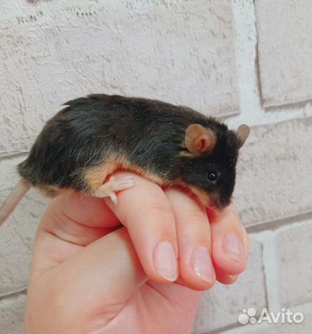 Декоративные мышата