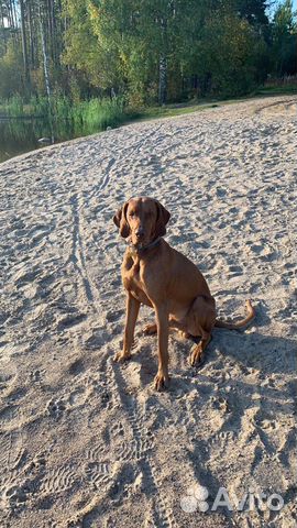 Венгерская выжла