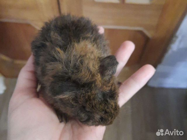 Морские свинки. Доставка по России. Беларусь