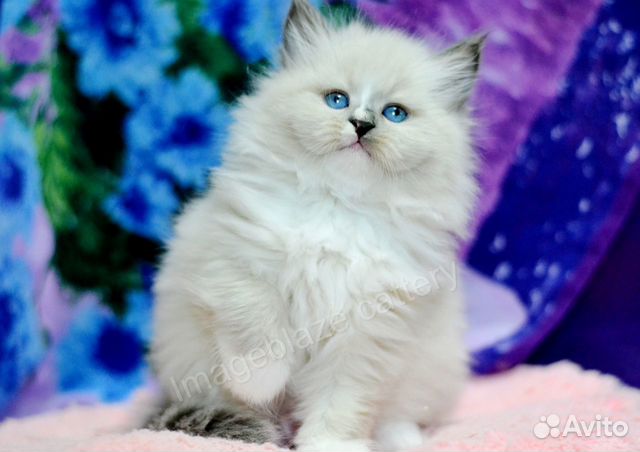 Невский маскарадный эксклюзивный котёнок