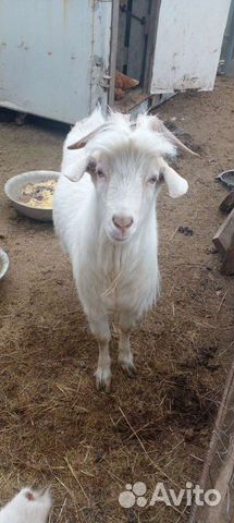 Услуги козла