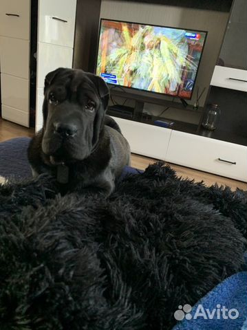 Шарпей чистокровный