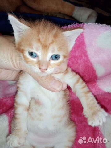 Котята от домашней кошки