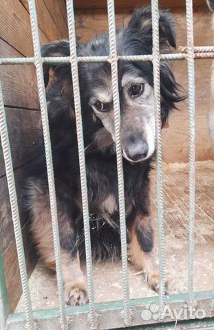 Красавица Алиса ищет дом, собака в добрые руки