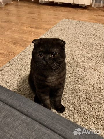 Шотландский вислоухий кот на вязку