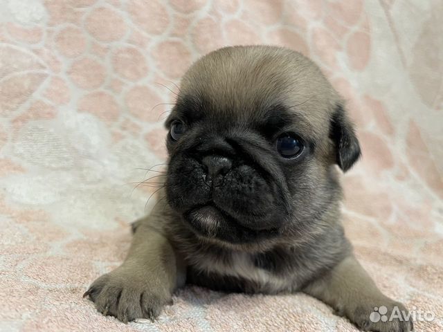 Щенки мопса