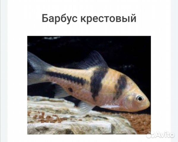 Барбусы (2 вида)