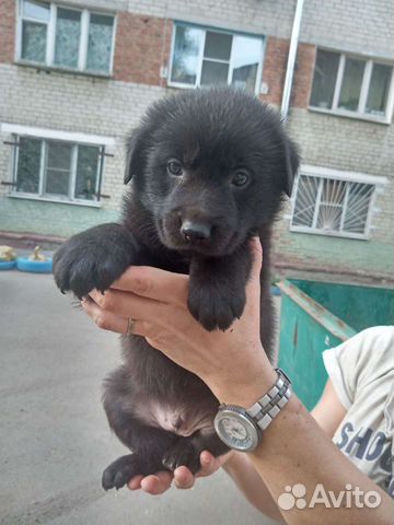 Щенки помесь овчарки