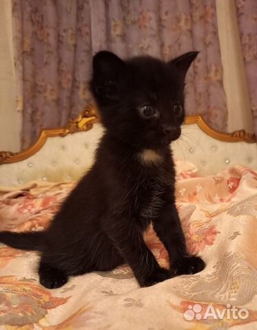 Котик черный