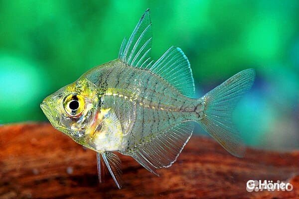 Окунь аквариумный