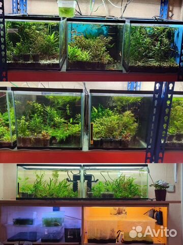 Аквариумные растения