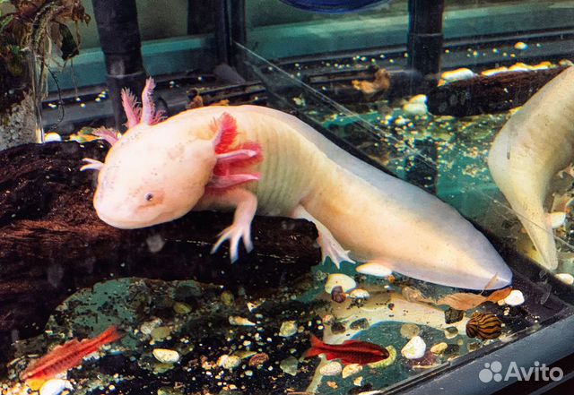 Аксолотль альбинос белый