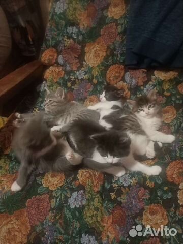 Котята сибирские в добрые руки