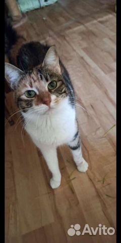 Кошечка в добрые руки