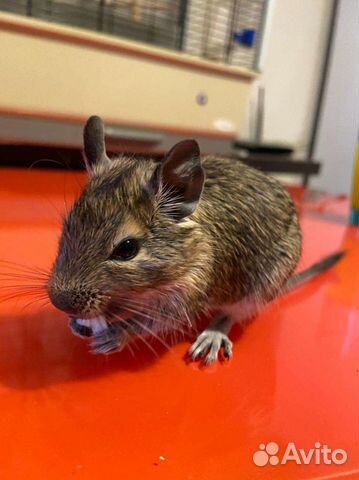 Чилийская белка дегу