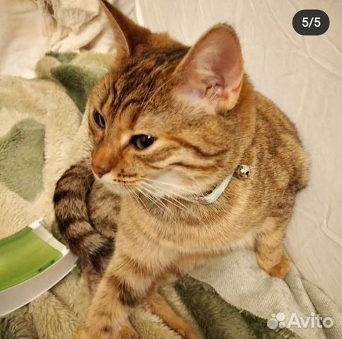 Оцикет Кошка Жанна 8 месяцев,стерелизова