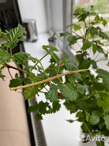 Палочник Индийский