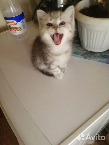 Кошки