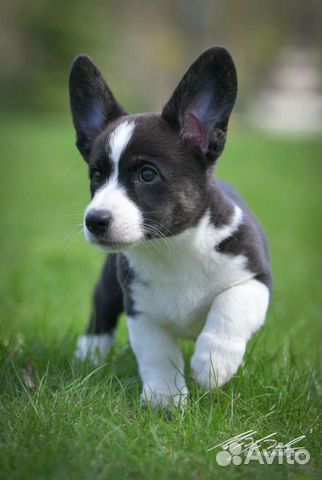 Вельш Корги Кардиган