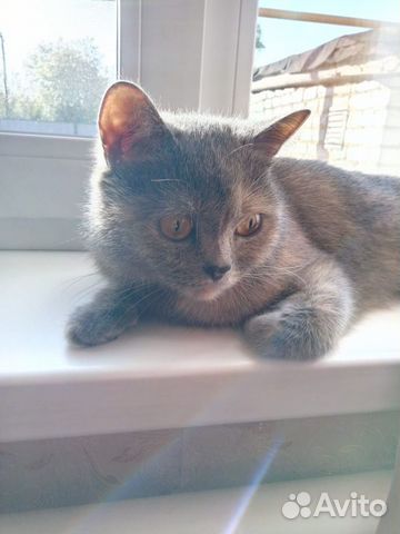 Британочка кошка